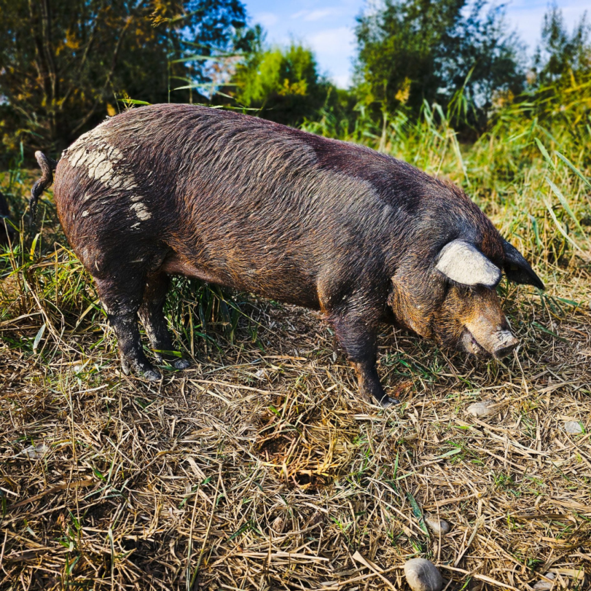 Carne de porc – Ferma Soarelui